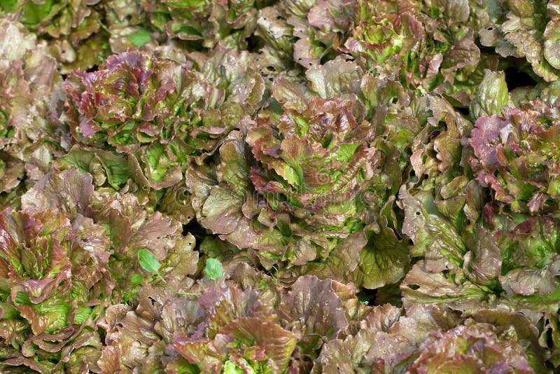 Field of Red and Green Frisee Lettuce Stock Photo - Image of ...
