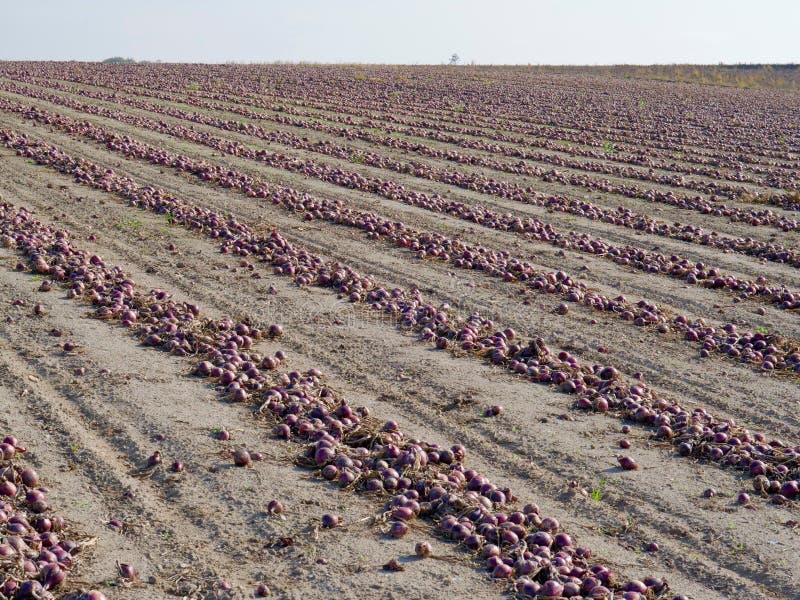 Rows Of Onions On The Field Stock Image - Image of gardening ...