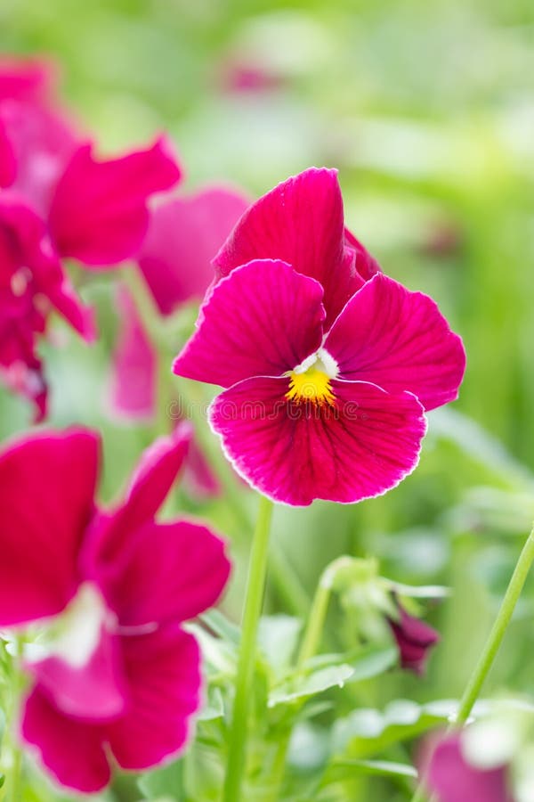 Field of red Pansy Flowers stock image. Image of flowers - 55353761