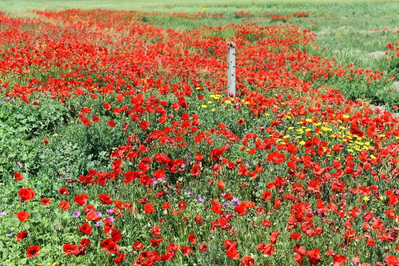 Field of red poppies stock photo. Image of farm, fields - 91996644