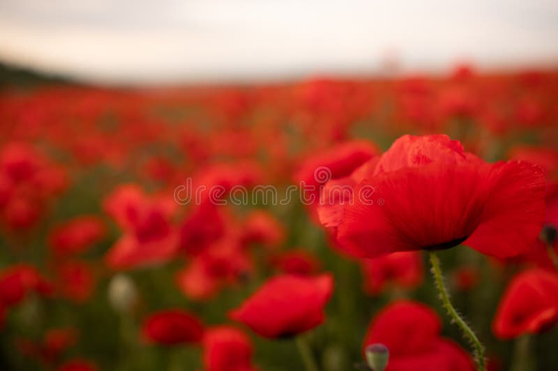 A Field of Red Poppies with a Single Red Flower in the Foreground ...