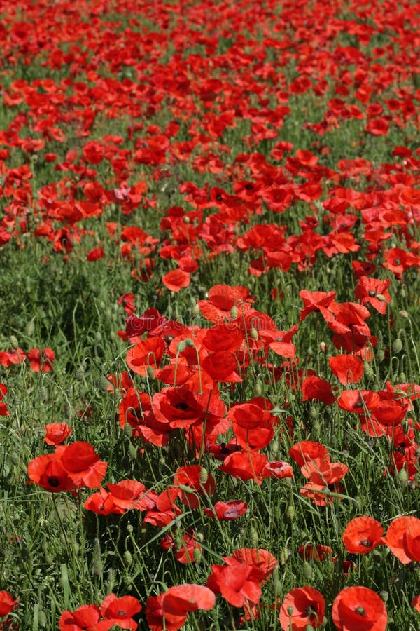 Field of red poppy stock photo. Image of flora, poppy - 9745406