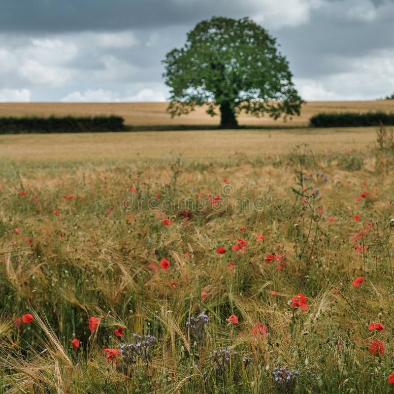 Field with Red Poppy Flowers and a Single Tree Stock Image - Image of ...