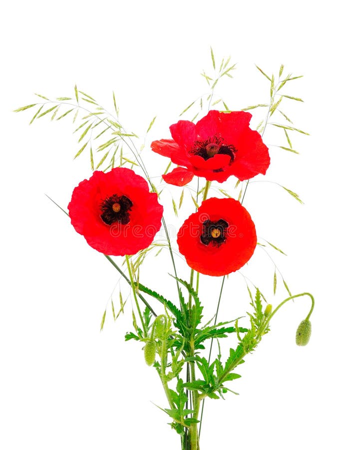 Field, Red Poppy Isolated on White Background Stock Photo - Image of ...