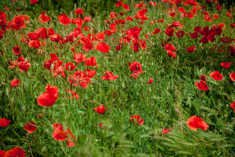 Field red poppy stock photo. Image of rhoeas, grow, multitude - 41103444