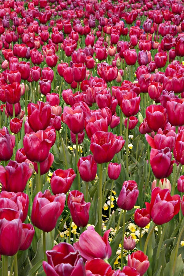Red tulip stock image. Image of botanical, garden, crimson - 417839