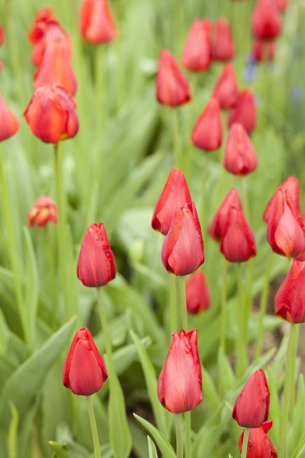 Field of red tulips stock image. Image of outdoor, garden - 21275809