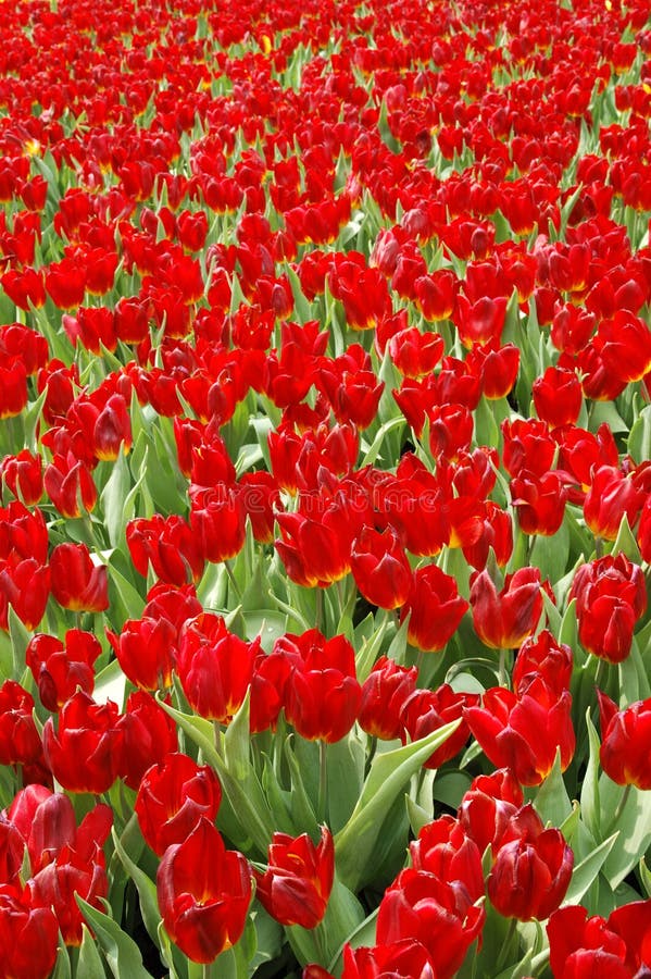 Field of red tulips stock image. Image of pretty, stem - 2169993