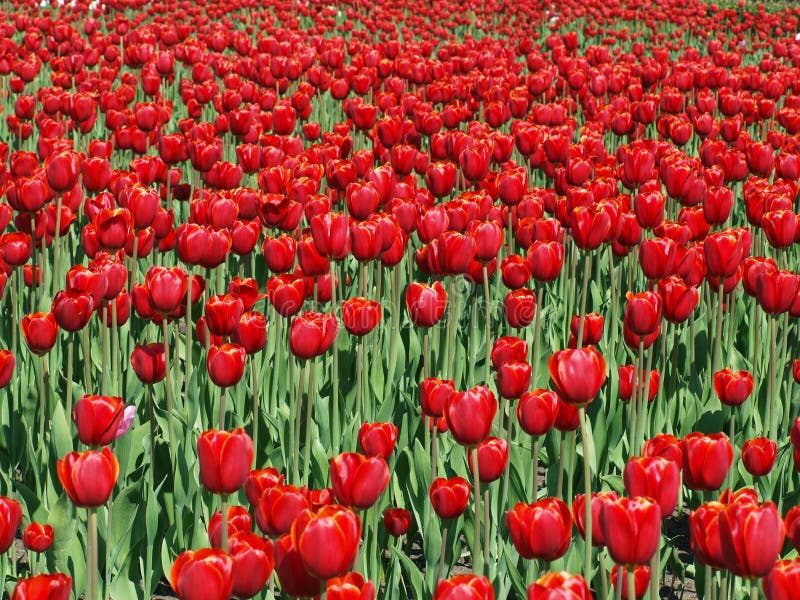 Red tulip stock image. Image of botanical, garden, crimson - 417839