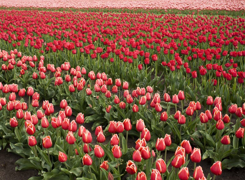Field of red tulips stock image. Image of green, agriculture - 5165247