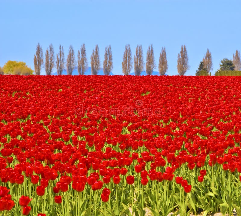 Field of Red Tulips stock photo. Image of summer, brightly - 6736112