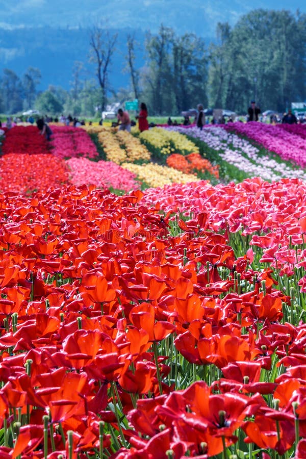 A Field of Red Tulips Country Farm Editorial Stock Image - Image of ...