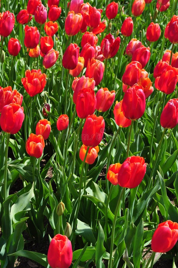 Field of Red Tulips in Full Bloom Stock Photo - Image of white ...