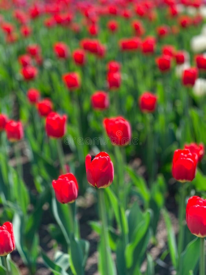Field of Red Tulips with Green Leaves Stock Photo - Image of fresh ...