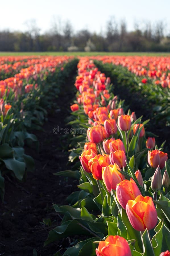 Field of Red Tulips. Growing Tulip Flowers in Spring. Red Tulip Fields ...