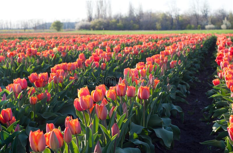 Field of Red Tulips. Growing Tulip Flowers in Spring. Red Tulip Fields ...