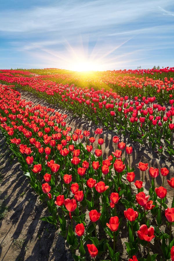 Field of Red Tulips in Provence in Spring. Cloudy Sky. Vertical Photo ...