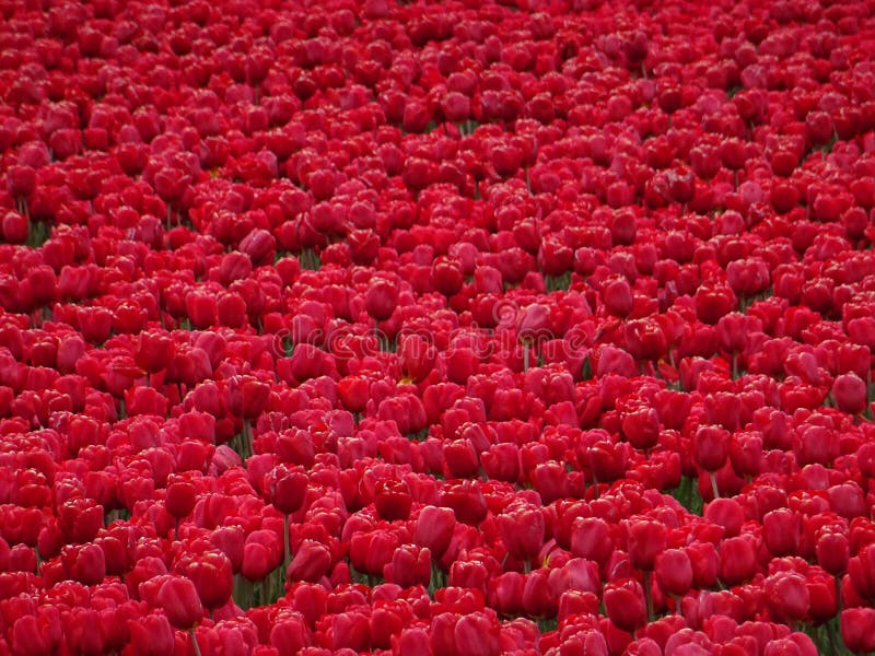 Field of red Tulips stock photo. Image of holland, field - 96343956
