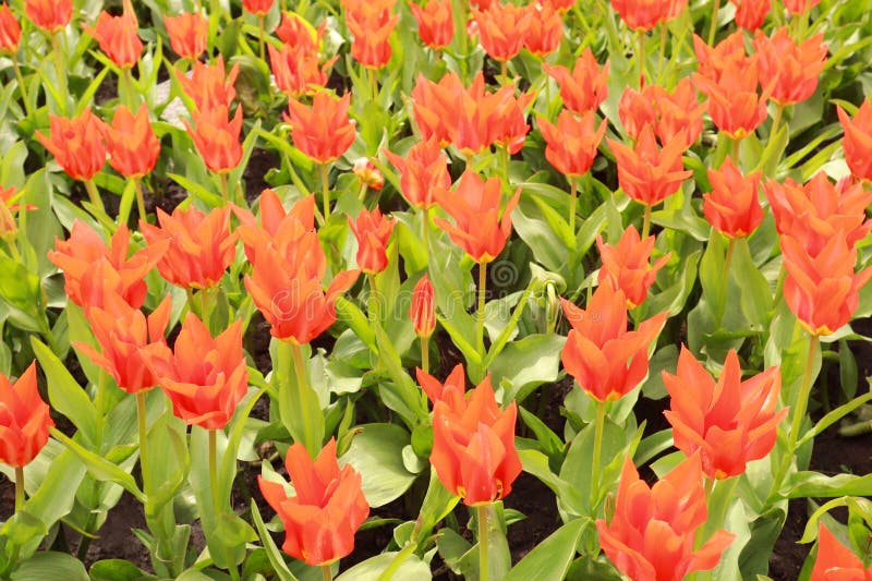 Field with Red Tulips in Sunny Day Outside Stock Image - Image of ...
