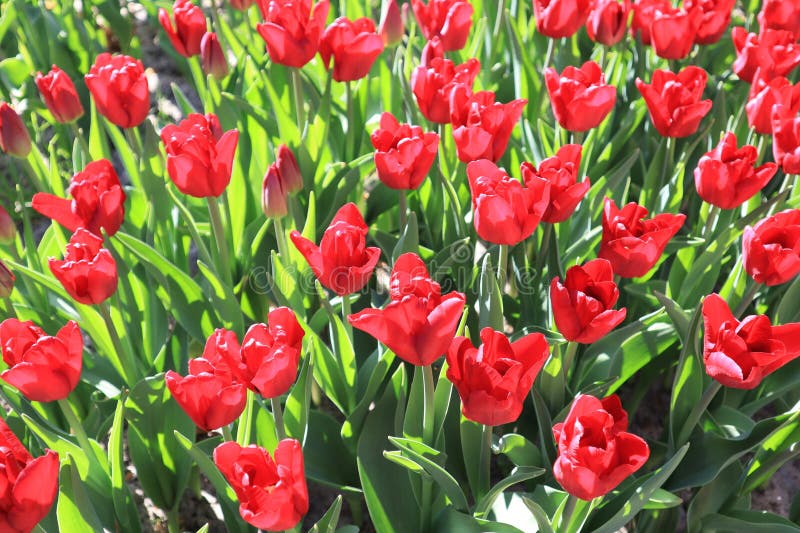 Field with Red Tulips in Sunny Day Outside Stock Photo - Image of ...