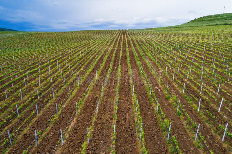 Field of Red Wine Grape Vineyard Stock Photo - Image of vinery, grape ...