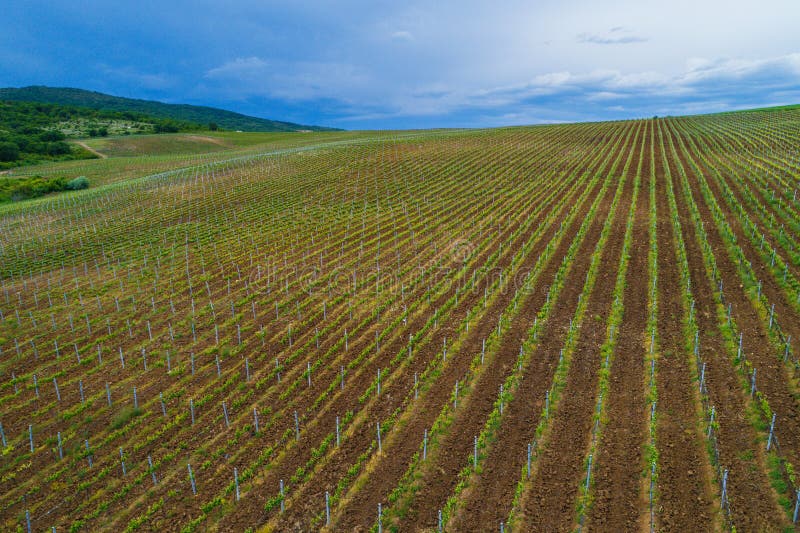 Field of Red Wine Grape Vineyard Stock Image - Image of field, growing ...