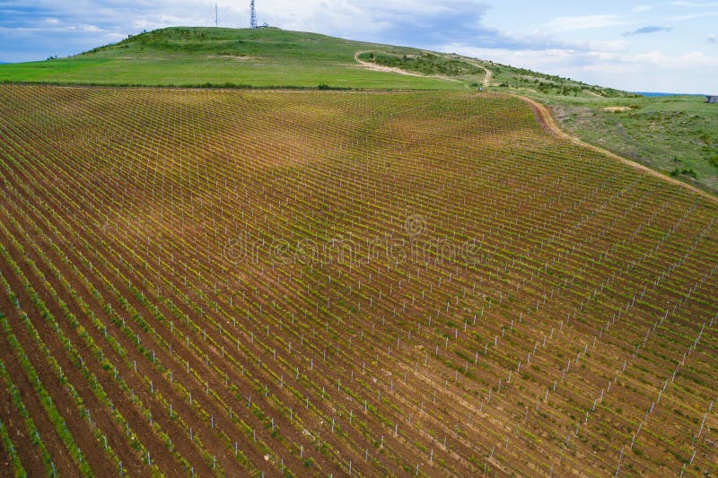 Grape and vine stock image. Image of farming, green, close - 10999047