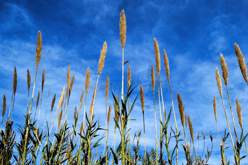 Field of Reed in Front of Blue Sky Stock Image - Image of spring, calm ...