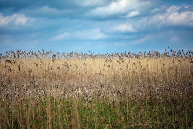 Reed bed in devon stock image. Image of tall, clusters - 9434957