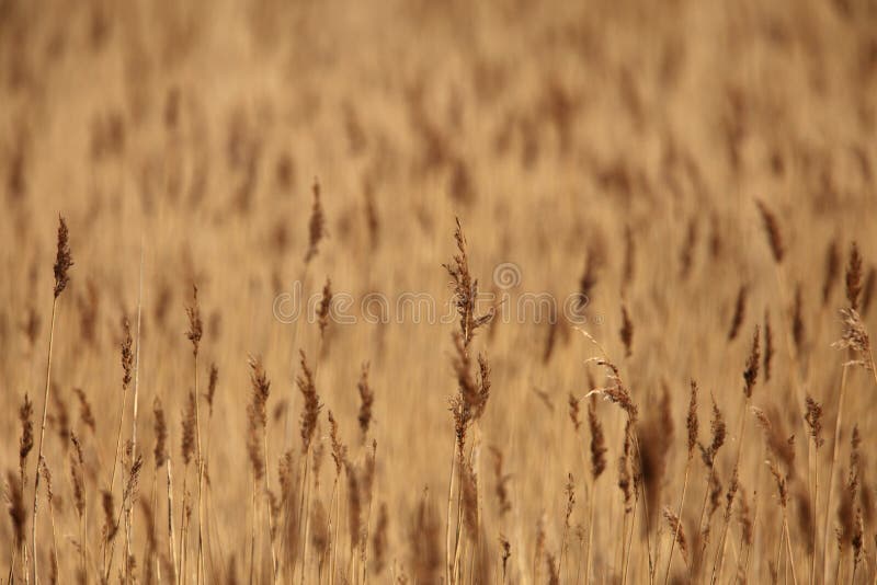 Field of reeds. stock photo. Image of grass, fields, nature - 13231148