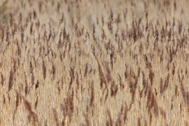 Field of reeds. stock photo. Image of reed, grain, marshgrass - 13231512