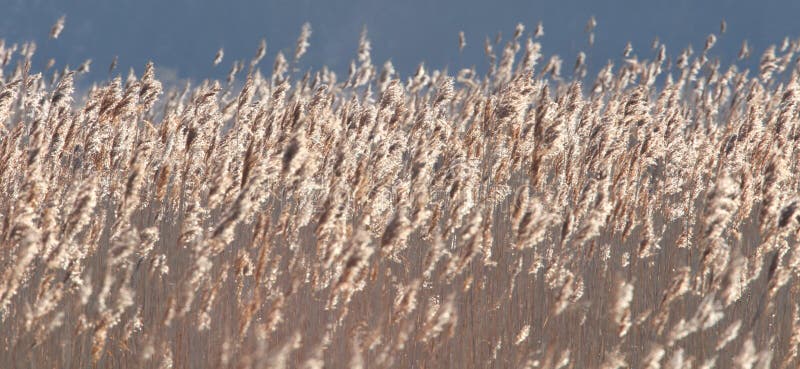 Reed bed in devon stock image. Image of tall, clusters - 9434957