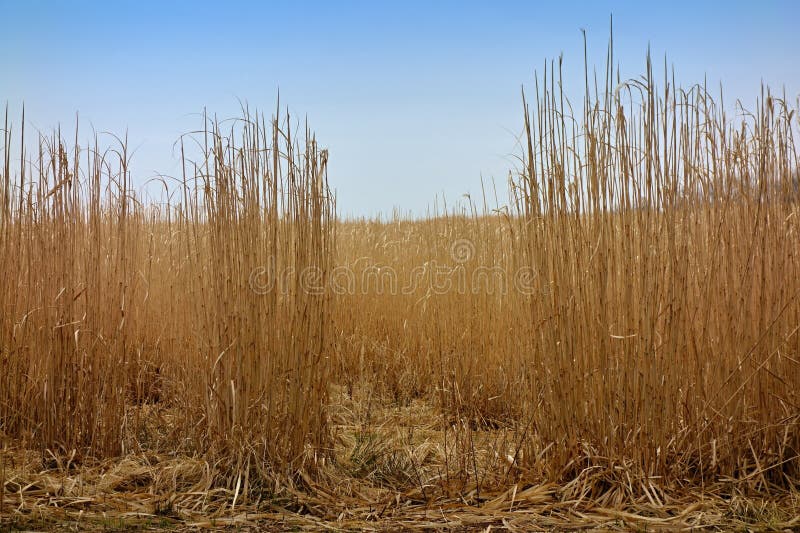 Field with reeds stock photo. Image of meadow, flora - 360651178