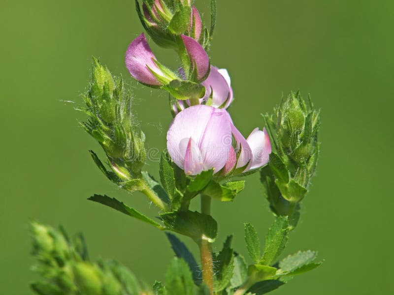 Field Restharrow Blooming, Ononis Arvensis Stock Image - Image of ...