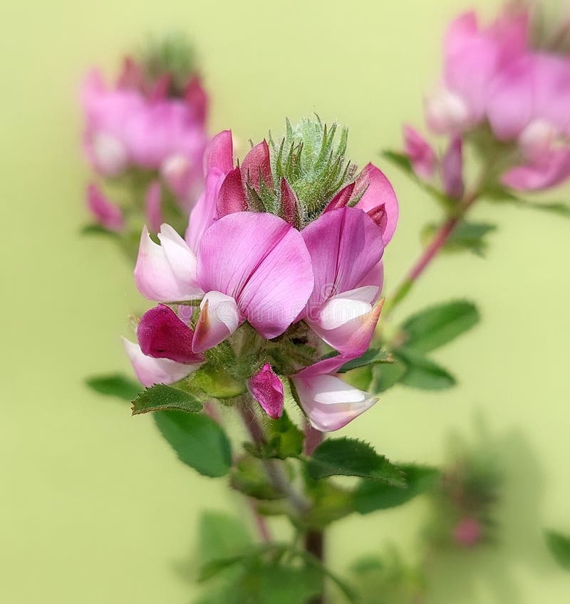 Field Restharrow (Ononis Arvensis) Stock Image - Image of blooming ...