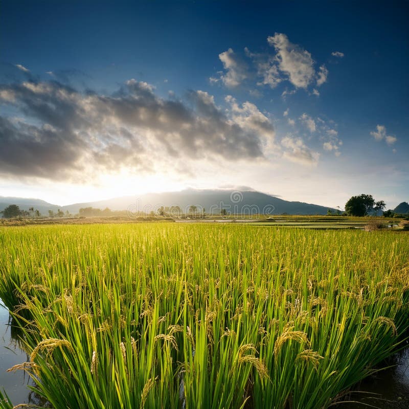 Field of Rice, AI Generated Stock Illustration - Illustration of ...