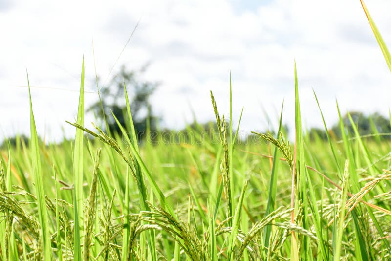 Rice cultivation stock photo. Image of mountain, field - 116607956