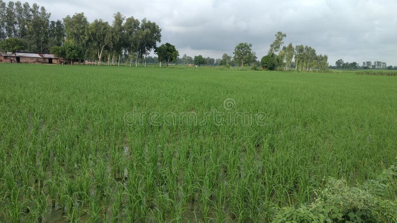 The Cloudy Sky and Big Nice Green Field. Stock Image - Image of cloudy ...