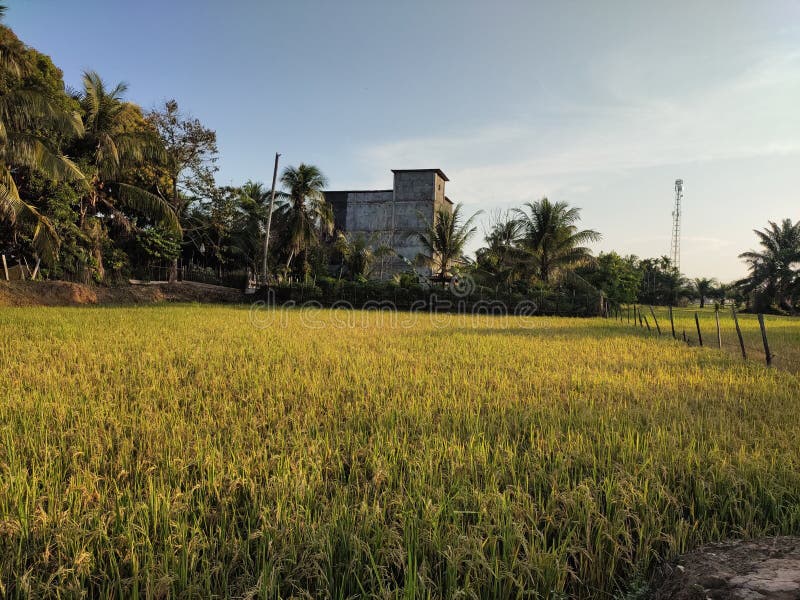 A Field of Rice is in Front of a Building Stock Image - Image of rice ...