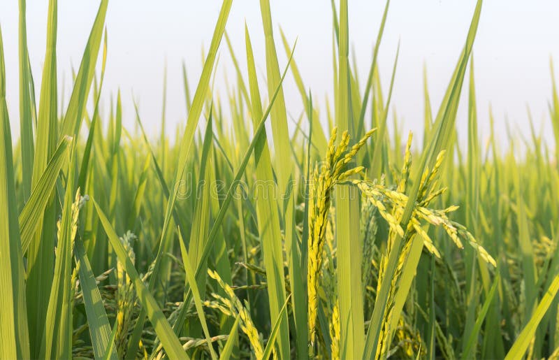Field of rice and grains stock photo. Image of blue, green - 92091372