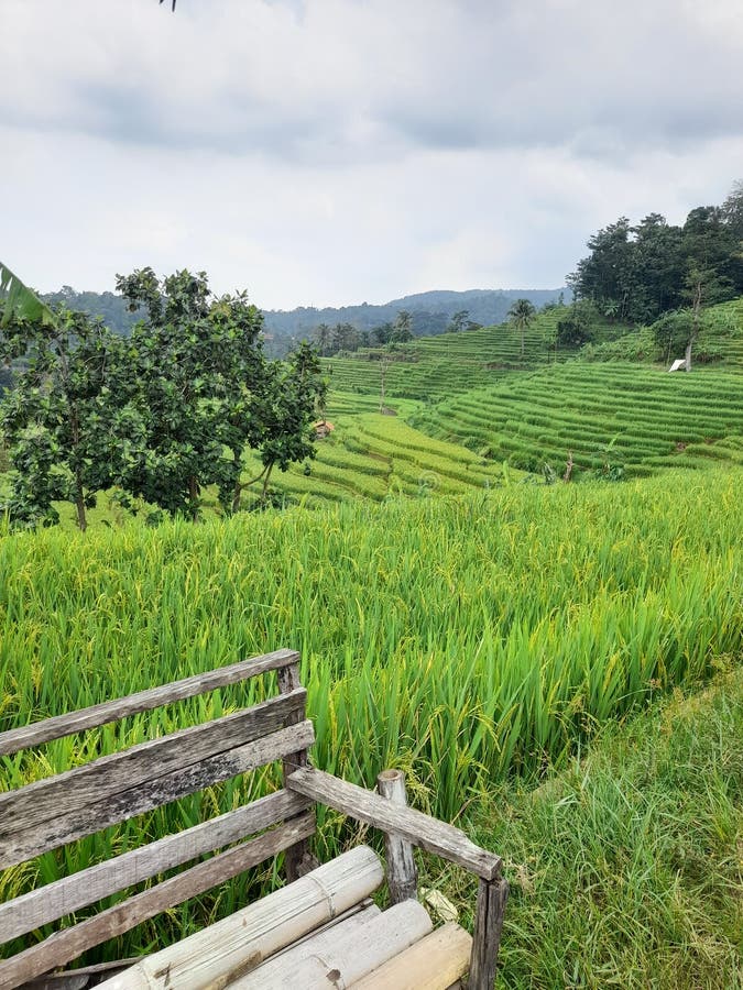 Field of Rice Nature Agrikulture Stock Image - Image of field ...