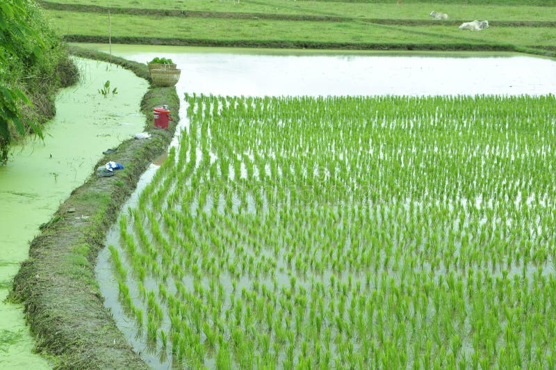 The field of the rice editorial stock image. Image of green - 56799199