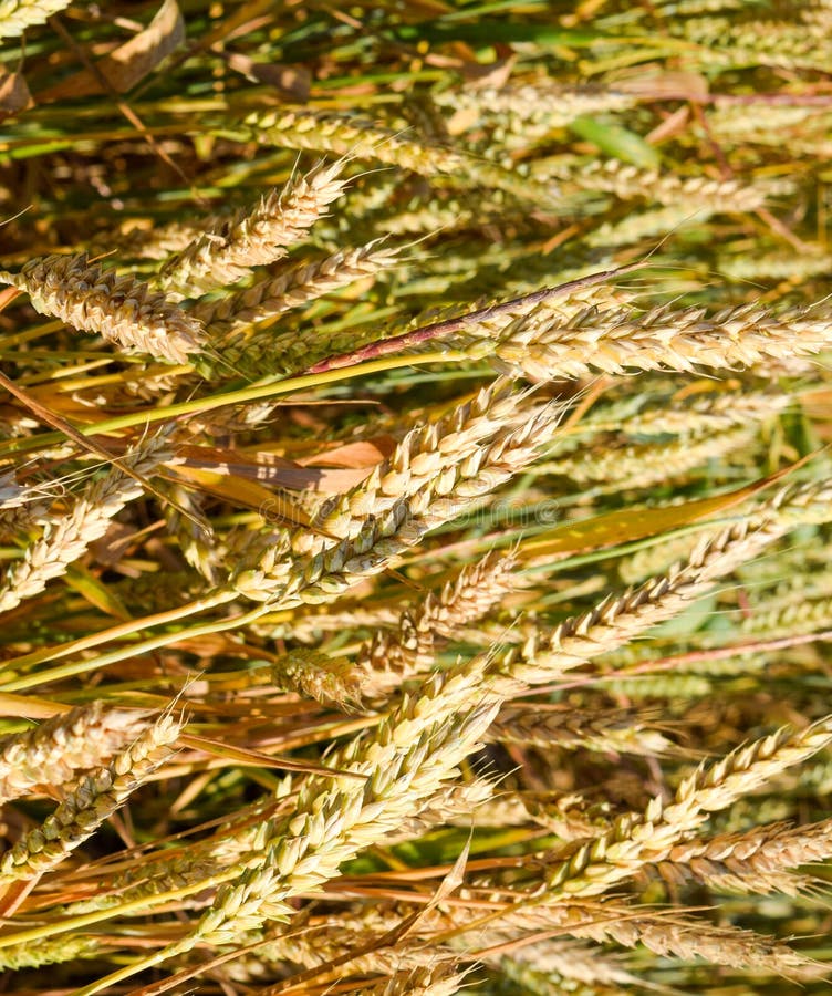 Field of rice in the rice stock image. Image of monoculture - 156362055