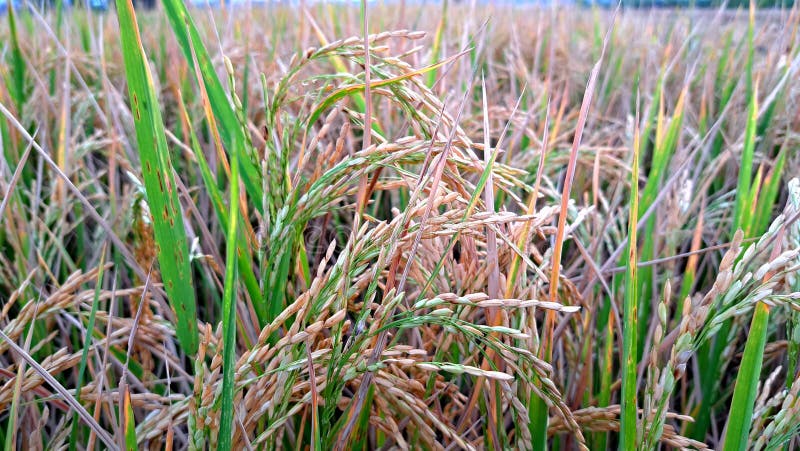 Rice Plants that are Starting To Turn Yellow in a Village Rice Field ...