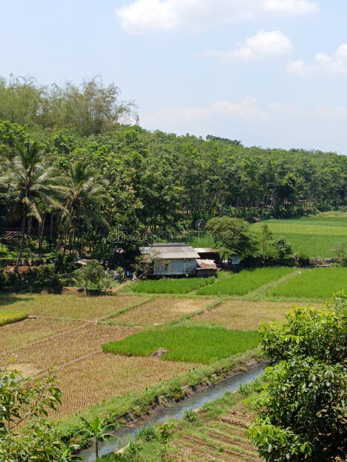 A Field of Rice with a River Running through it Stock Image - Image of ...