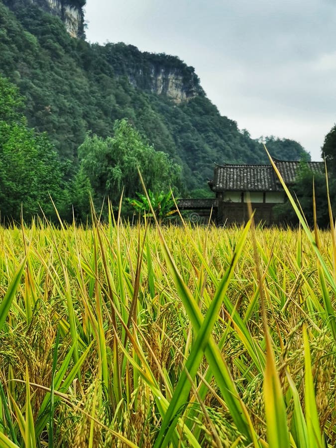 Field of Rice and Traditional Farmer S House in China Stock Photo ...