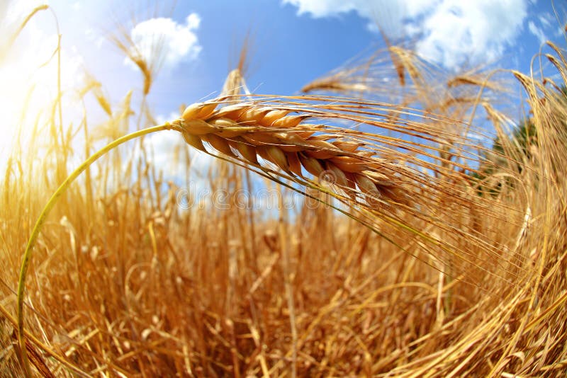 Field with Ripe Barley Ears Stock Photo - Image of grain, season: 87512542