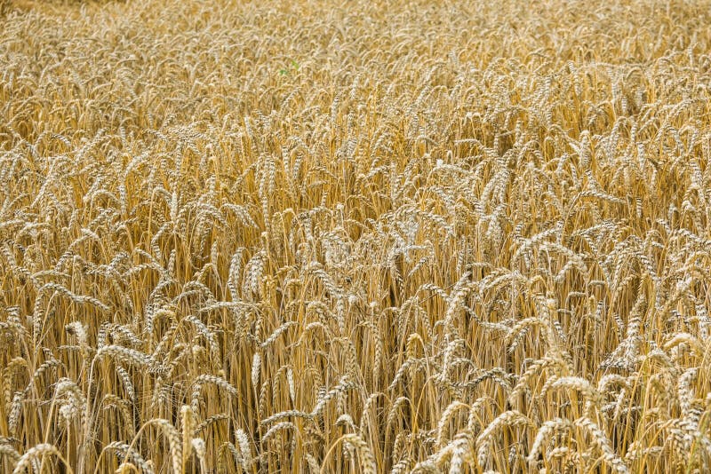 Field of Ripe Barley. Barley Harvest. Landings Stock Image - Image of ...