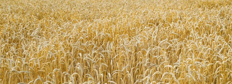 Field of Ripe Barley. Barley Harvest. Landings Stock Photo - Image of ...