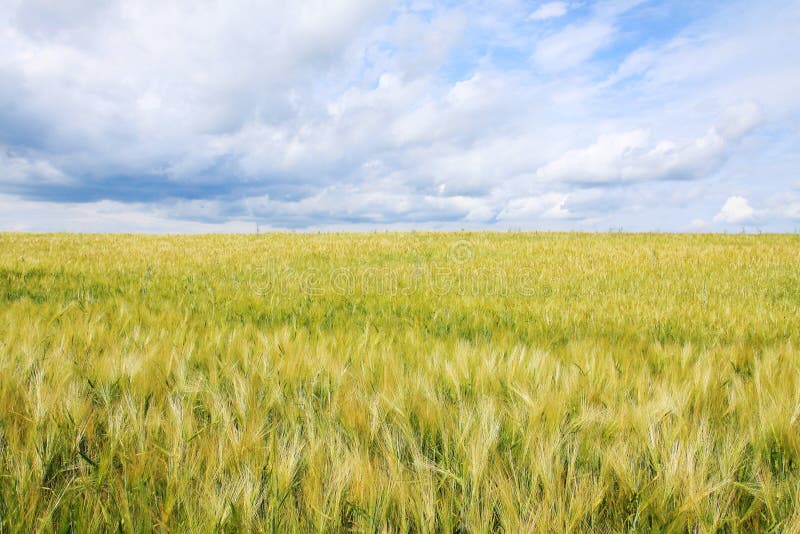 The Field of the Ripe Barley Stock Image - Image of nature, cultivate ...